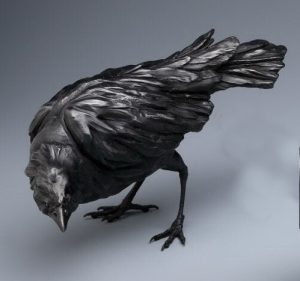 Curious Crow